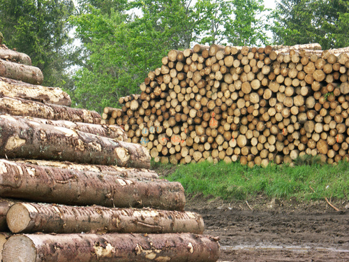 Entretien d'arbres et arbustes